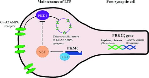 Pkmζ Inhibits Glua2 Ampa Receptor Endocytosis Pkmζ Binds To Nsf Which