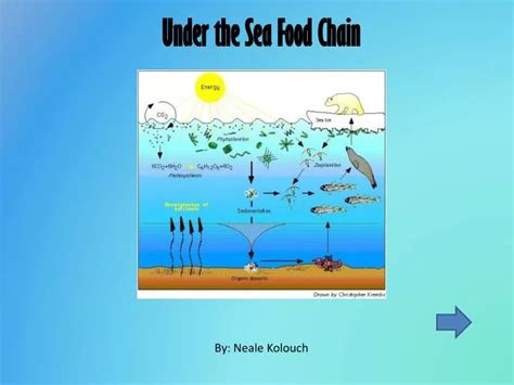 Ppt Under The Sea Food Chain Powerpoint Presentation Free Download