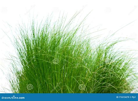 Green Grass Patch Isolated White Stock Image Image Of Background