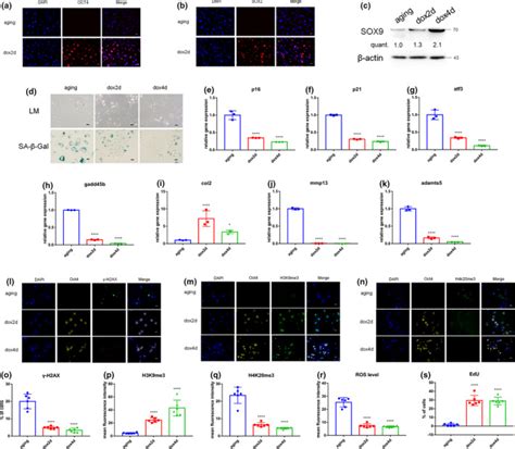 Partial Reprogramming Strategy For Intervertebral Disc Rejuvenation By