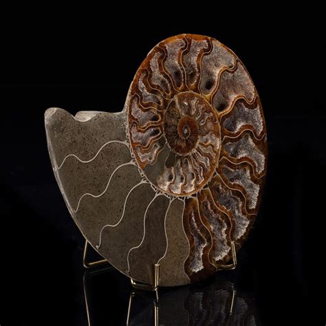 Fossilized Ammonite 368g Astro West