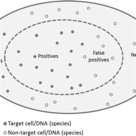 Determination Of Lod Loq And Working Range In Qpcr Quantification