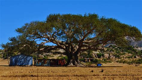 Explore Eritrea Archeological Site Kohaito And Surrounding Area Erinine