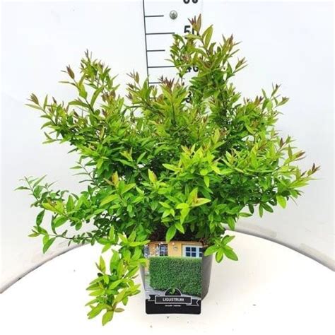Ligustrum Vulgare Lodense — Plant Wholesale Floraccess