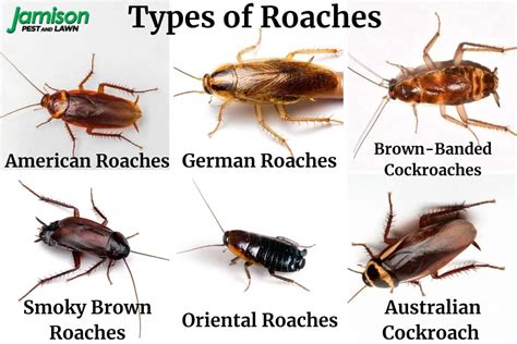 10 Types Of Roaches All Homeowners Should Know About Jamison Pest And Lawn Medium 10 Types Of Roaches All Homeowners Should Know About Jamison Pest And Lawn Medium