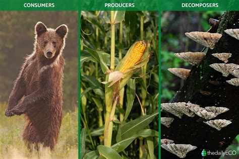 Biotic Vs Abiotic Factors Key Differences And Examples Explained