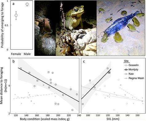 Foraging Behaviour As A Function Of Sex Body Condition Andor Download Scientific Diagram