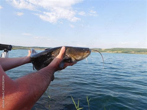 Foto De Silurus Glanis European Wels Catfish Fish Large Scaleless