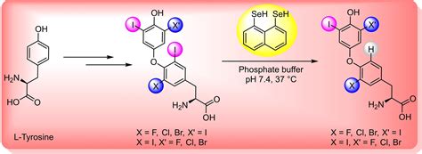 Effect Of Halogen Substitution On The Regioselective Deiodination Of Thyroid Hormone Analogues
