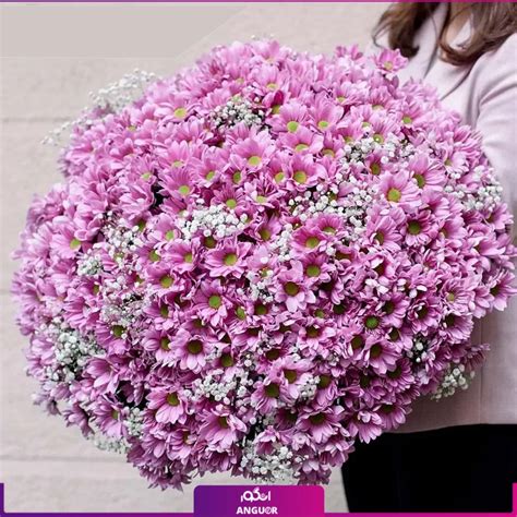 معانی، فواید و گل داوودی طرفداری