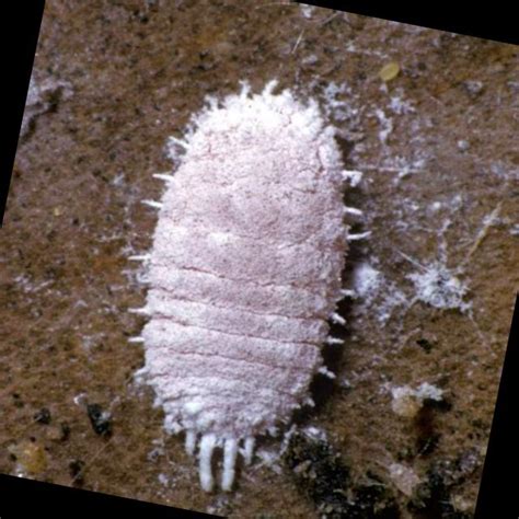 Pest Types Object Detection Model V5 2024 03 28 336pm By Hydroponics