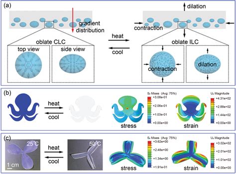 Synergetic Color And Shape Responses Of 3d‐printed Biomimetic Systems Download Scientific