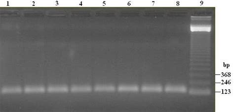 Pcr Assay Using Primer Mix A For Differentiation Of Mycobacterium Download Scientific Diagram