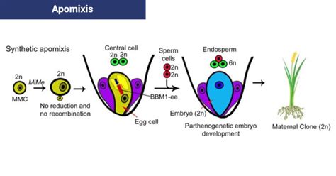 Apomixis In Plants Types Mechanisms And Examples
