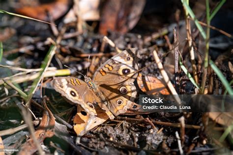 날개에 눈 무늬가 있는 아름다운 나방이 나뭇가지와 마른 나뭇잎 사이에 숨어 있습니다 날개 하나가 부러졌습니다 일반적인 벅아이