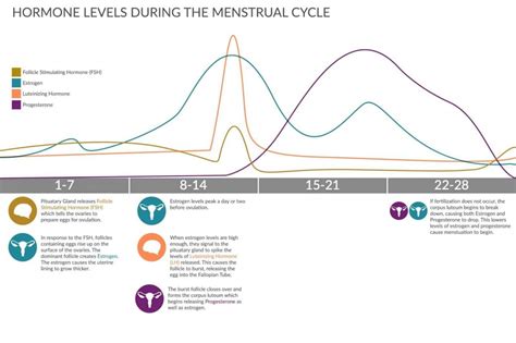 Everything You Need To Know About Your Hormones During Menopause And