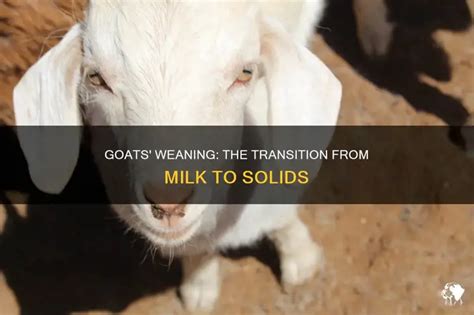 Goats Weaning The Transition From Milk To Solids Petshun