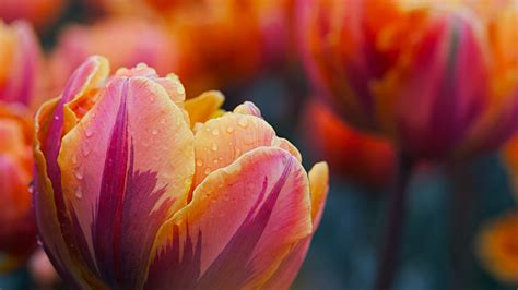 Garden Tulip Wallpaper 4k Tulip Flowers Bokeh