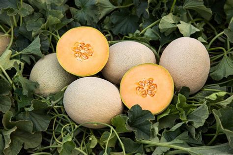 Mohamed Morsy Posted On Linkedin