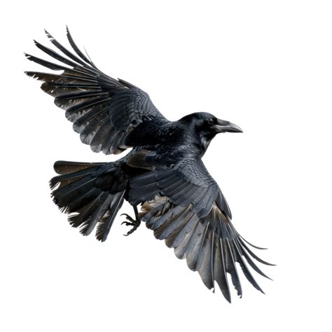 Crow Flying Pngs For Free Download