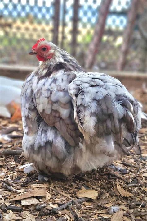 Cochin Bantam A Fluffy Addition To Your Backyard Flock