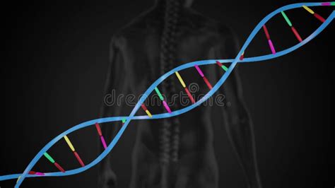 Animation Of D Dna Strand Spinning Over Rear View Of Human Body Stock Footage Video Of