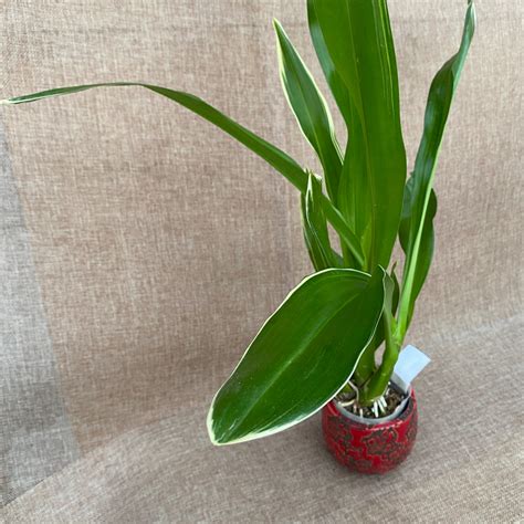 Grammatophyllum Scriptum Var Citrinum Variegata