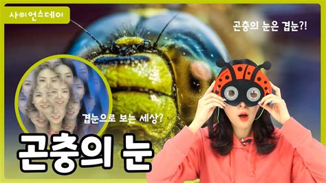 곤충의 눈으로 보아요 사이언스데이 20 Youtube