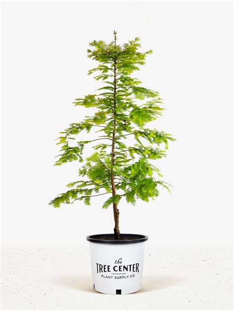 Murray Cypress Trees For Sale Online The Tree Center