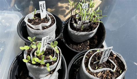 This Unique Seed Starting Method Almost Guarantees Success