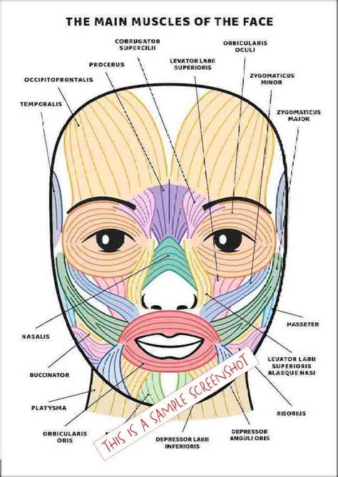 Facial Muscles And Their Functions Guide Printable Instant Digital