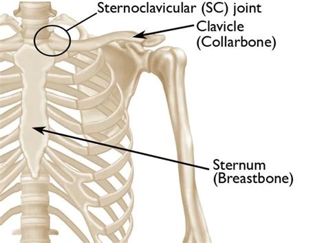 Sternoclavicular Joint Dislocation Physical Therapy Treatment And