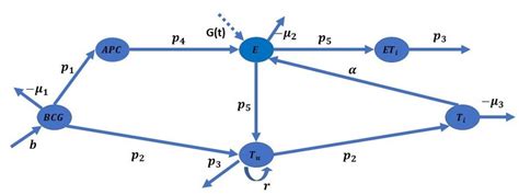 Schematic View Describing Interactions Between Model Variables Bcg B Download Scientific