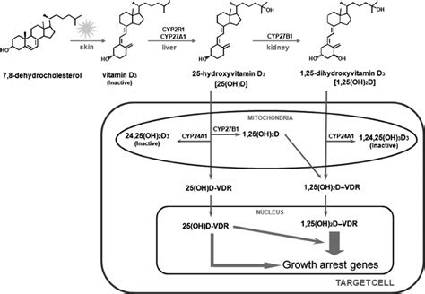 VD Synthesis Systemic And Cell Specific Bioactivation Catabolism And