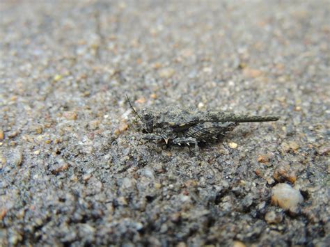 Deras Bio Diversity Grasshopper