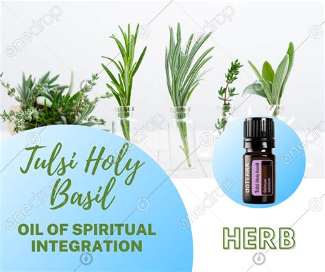 Herb Tulsi Holy Basil Oil Classification And Emotion By Christy St Clair