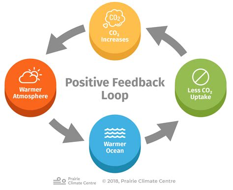 Positive Feedback Loop Example Anatomy At Indiana Seery Blog Positive Feedback Loop Example Anatomy At Indiana Seery Blog