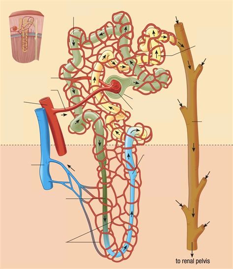 Nephron Pt 1 Diagram Quizlet
