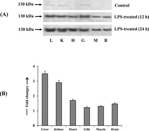 Expression Pattern Of Inos Enzyme Protein Western Blot Analysis