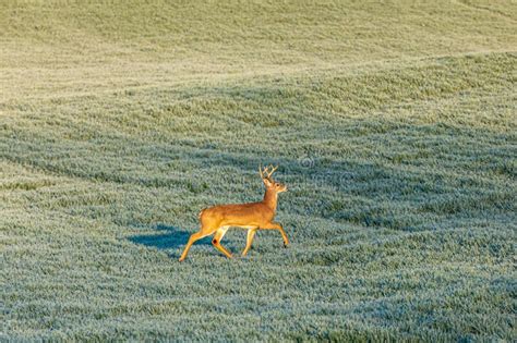 Beautiful Red Roe Deer Standing In A Grass Field On A Sunny Day Stock