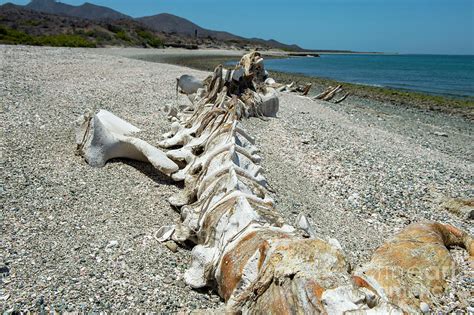 Grey Whale Skeleton Photograph By Christopher Swann Science Photo