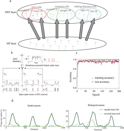 Hierarchical And Distinct Biological Motion Processing In Macaque