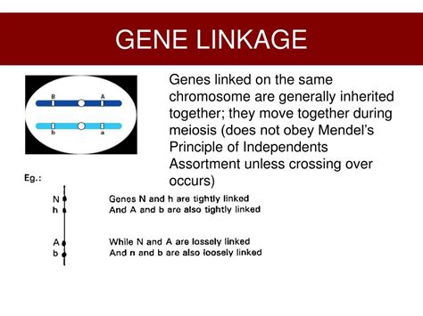 Ppt Sex Linked Inheritance Powerpoint Presentation Free Download