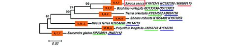 the minimum evolution tree based on combined sequence of rbcl and matk