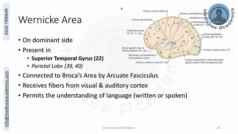 Cerebral Cortex Functional Areaspdf Brain And Nervous System