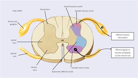 Spinal Cord Cross Section Model