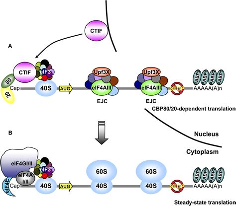 What Is The Function Of Cap Binding Protein At Jason Lindstrom Blog