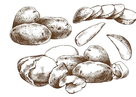 Premium Vector Potatoes Whole Half Cut Peeled And Wedges Set O