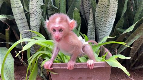 The Cutest Lil Bubu Acts Like A Frog On Pot So Funny Youtube