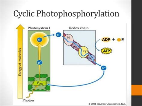 Ppt Photophosphorylation Powerpoint Presentation Id2670564
